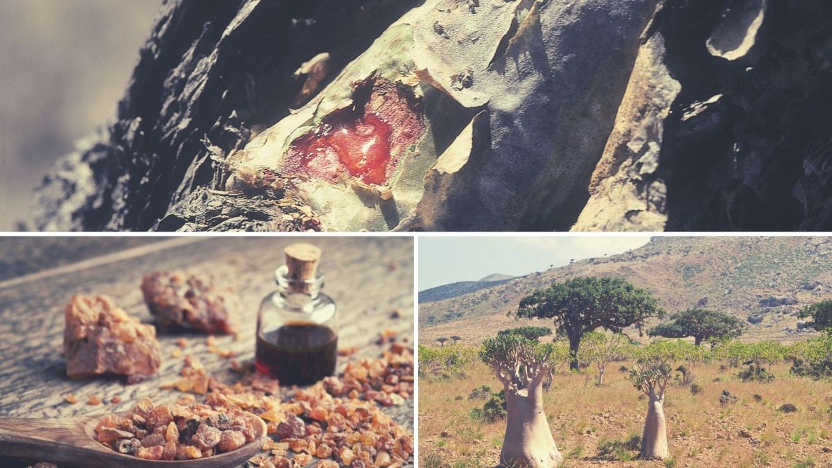 He is the Bundle of Myrrh (“God is My Healer” Devotional) – Raisins ...